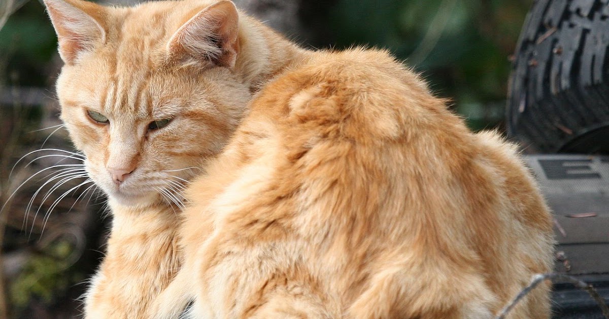Orange Bobtail | The Feral Life Cat Blog