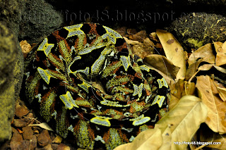 Foto, Víbora de Gabón