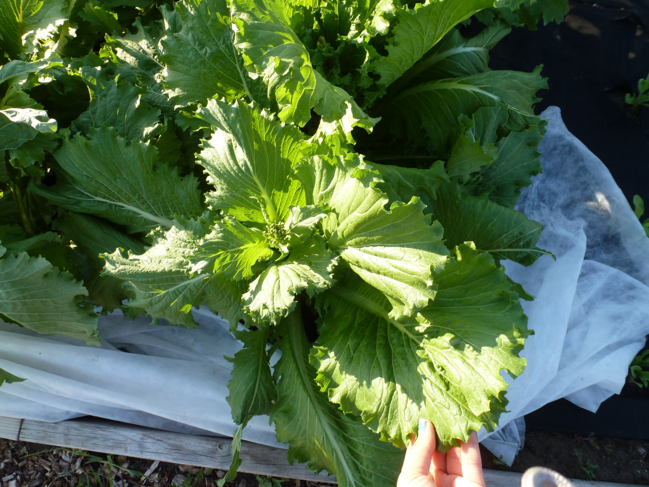 Anita's Health Blog: Garden update & 4th Lettuce Harvest
