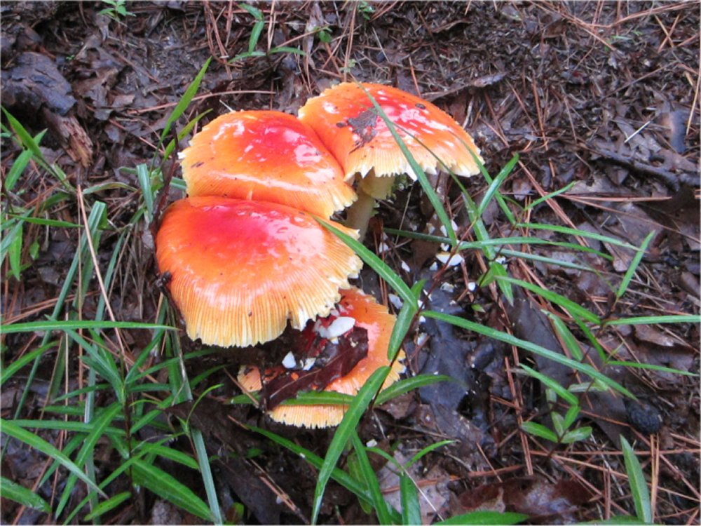 Cowspotdog: Toadstool Thursday