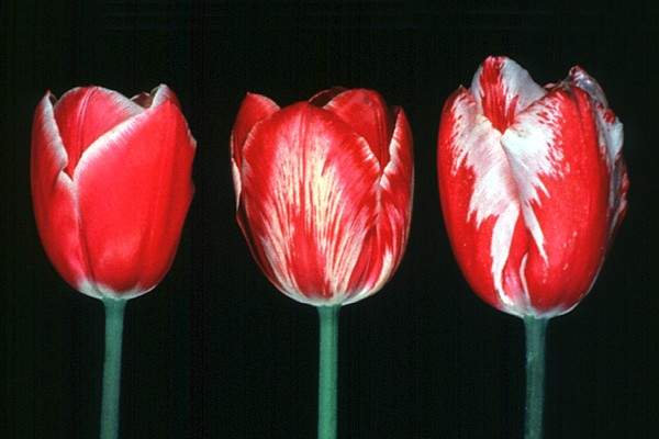 Tulip Breaking Virus | Garden How