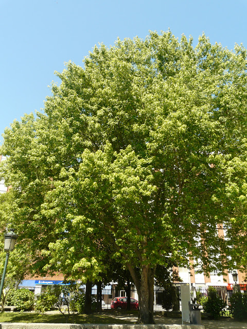 Á R B O L E S (T R E E S) y P A L M E R A S (P A L M S): Acer ...