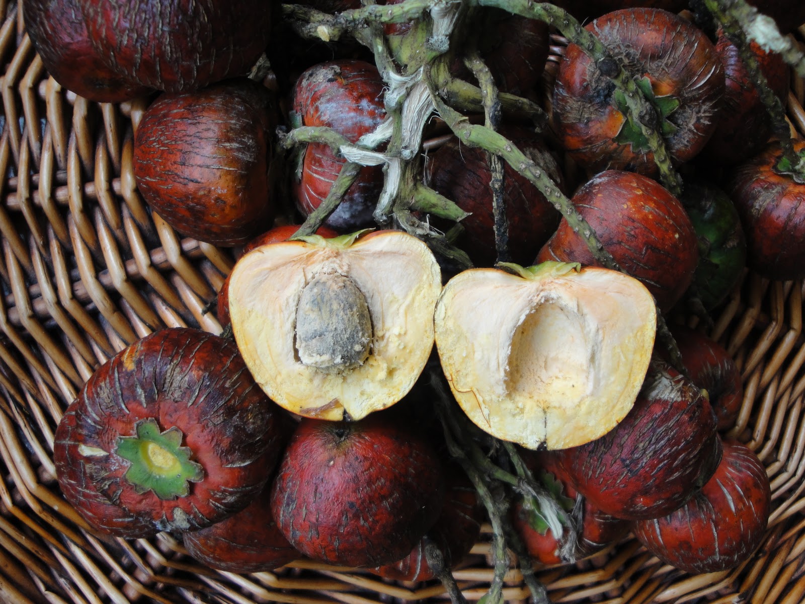RESERVA NATURAL VICTORIA: EL CHONTADURO, Bactris gasipaes ...