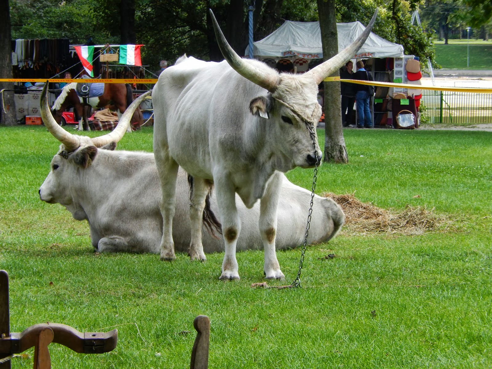 Dumneazu: Longhorns and Buffalo: Home on the Range!