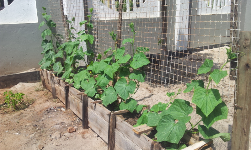 MITIKI -KILIMO KWANZA: KILIMO BORA CHA MATANGO - KWENYE VYOMBO