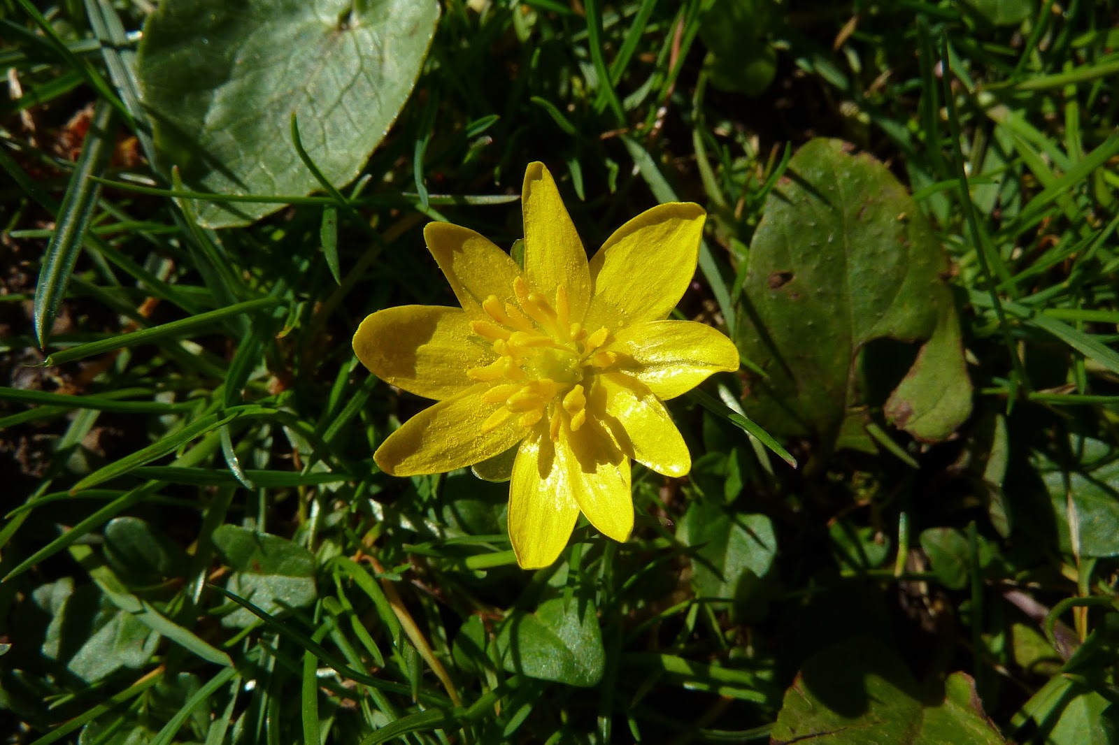 Erdők, mezők virágai: Saláta boglárka