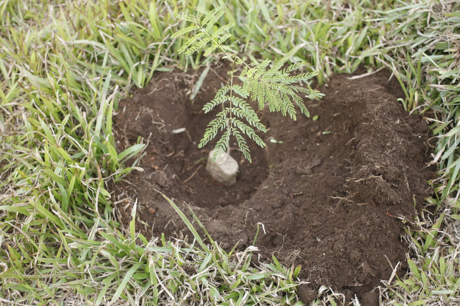 Evergreen Resources Tree Farm: Easy Steps In Planting Falcata Tree