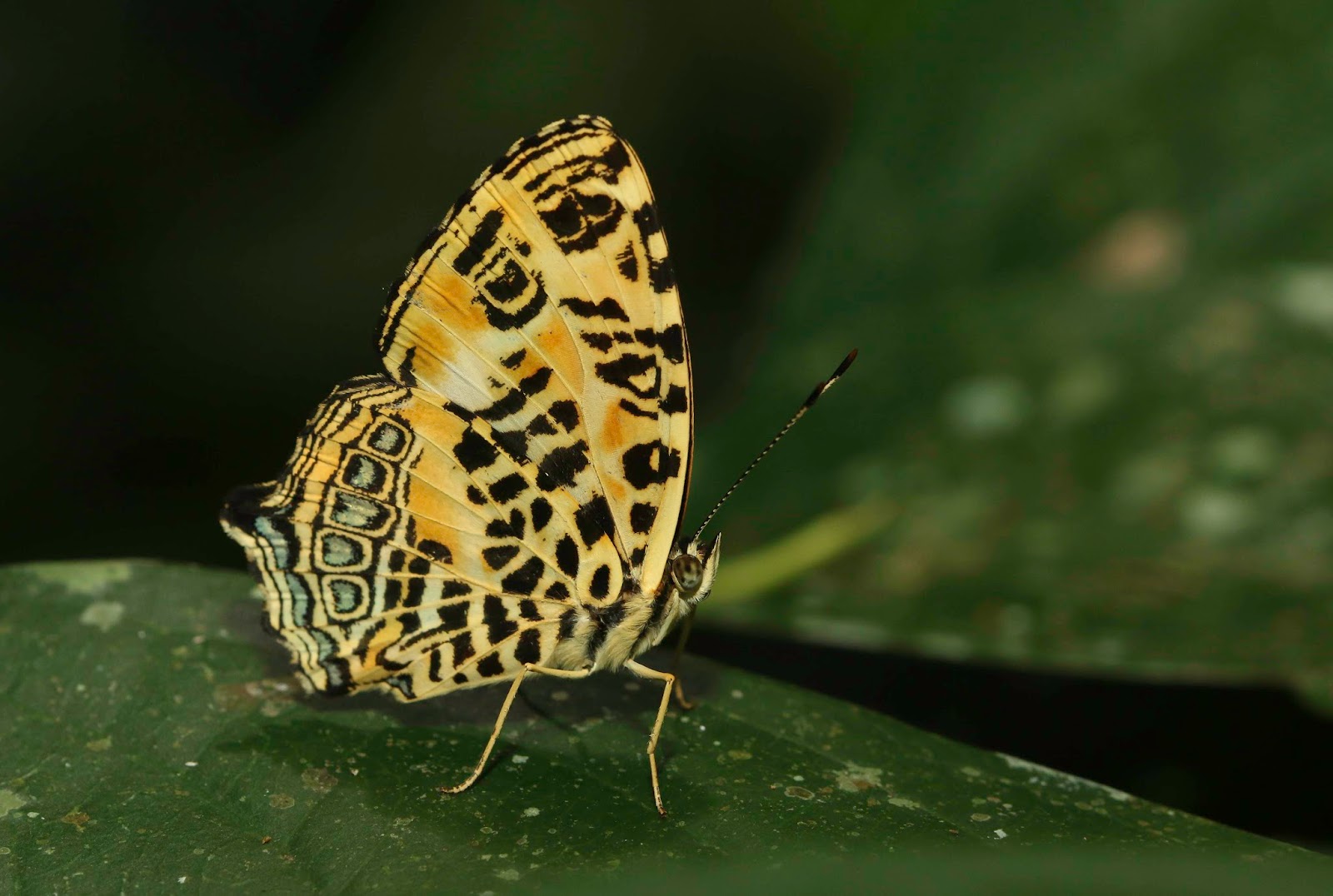 Butterflies of Vietnam: 36. Symbrenthia hypselis cotanda (The Himalayan ...