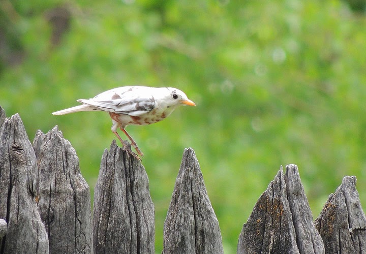 Utah Birders | Birding Blog, Utah Birds, Utah Birding, Utah Bird ID ...