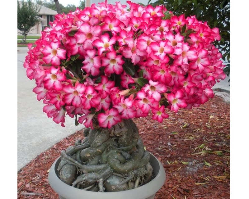 the best ornamental plants review: Beautiful Adenium Bonsai decoration