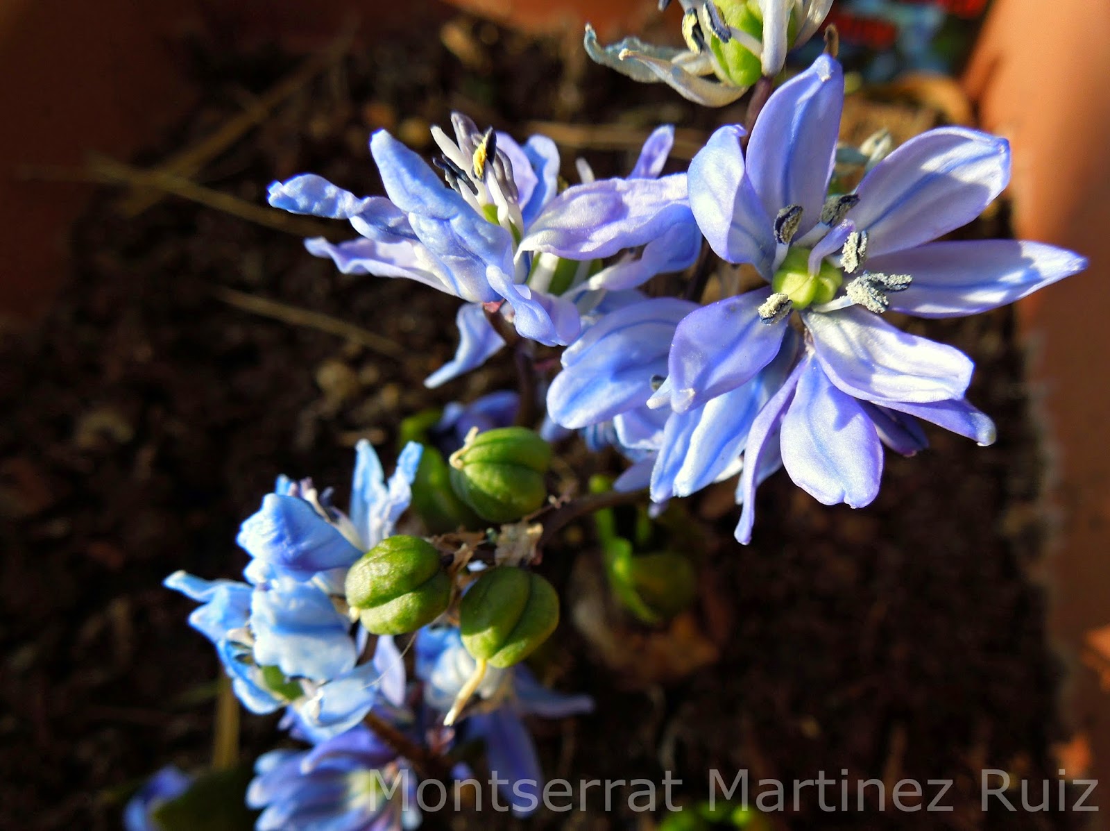 ESCILA o SCILLA - BOTÀNIC SERRAT