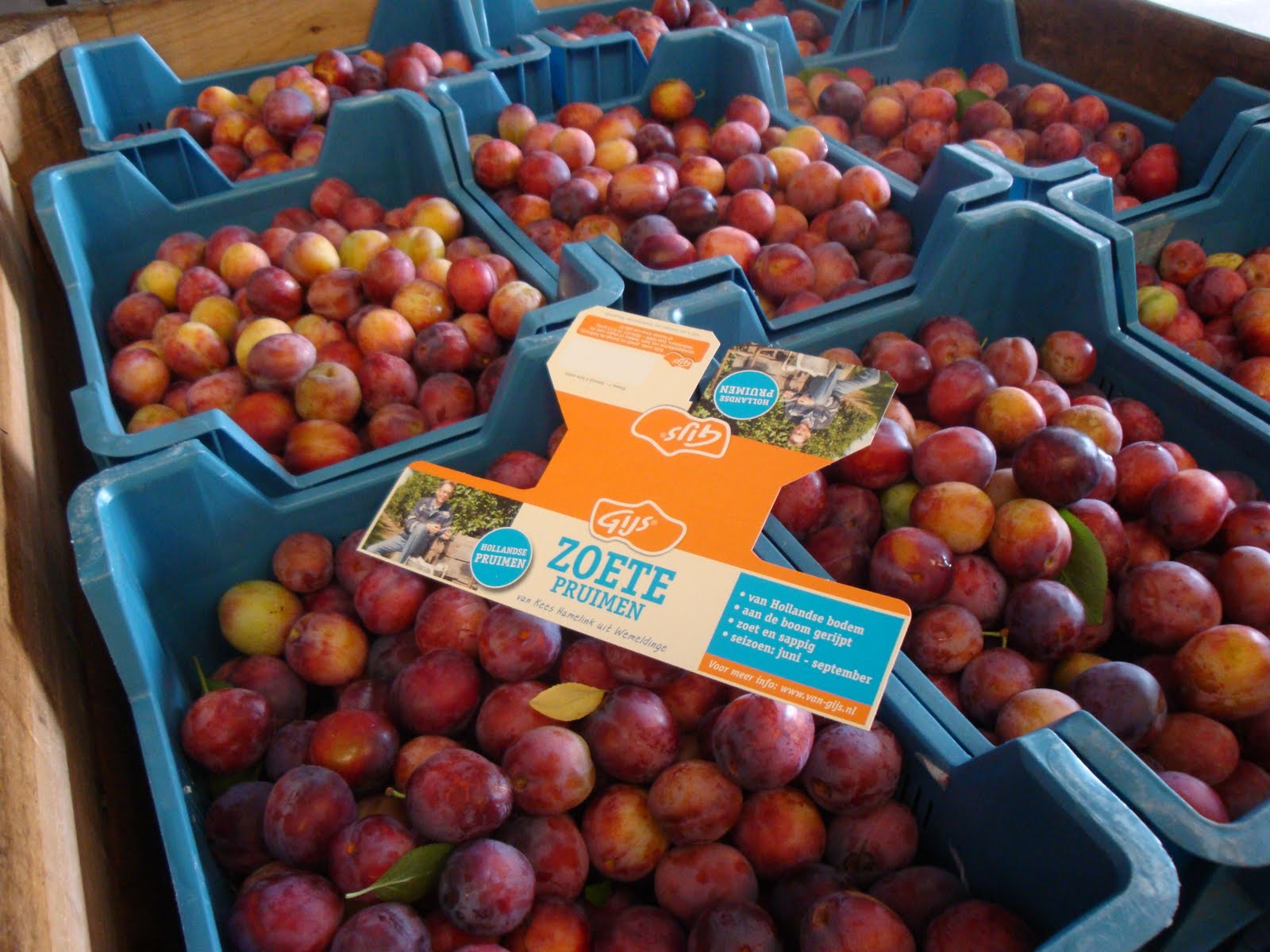 Two Trees Belgium: Dutch Plums