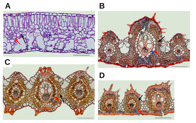 PERBANDINGAN ANATOMI DAUN TANAMAN C3 DAN C4