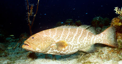Frozen Grouper Supplier, Grouper Fish Indonesia, Grouper Fish Farming ...