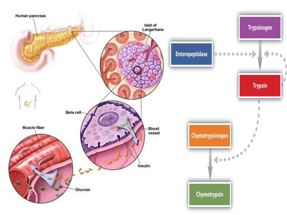 SONU ACADEMY: HUMAN DIGESTIVE SYSTEM-PART 4 -TEXT