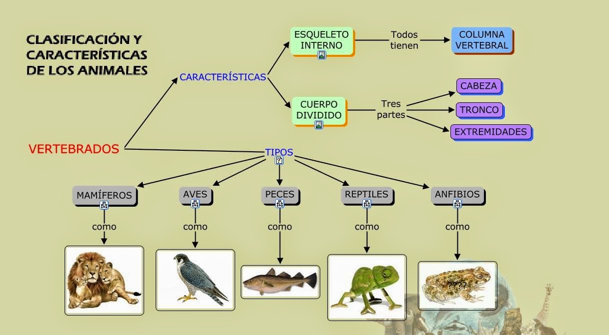 biologia2bachcamp: 1º BACHILLERATO. REINO ANIMAL. VERTEBRADOS E ...