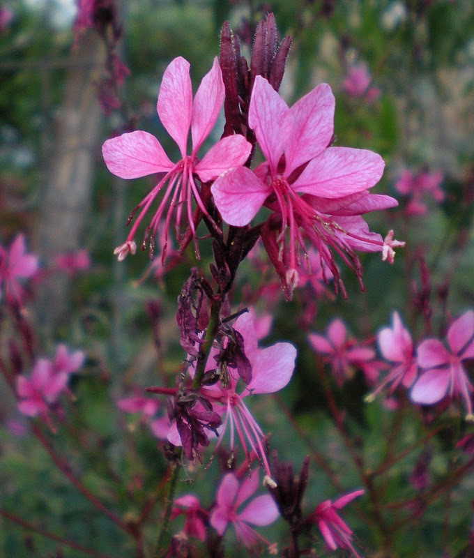 Gardening With Grace: September's Charms