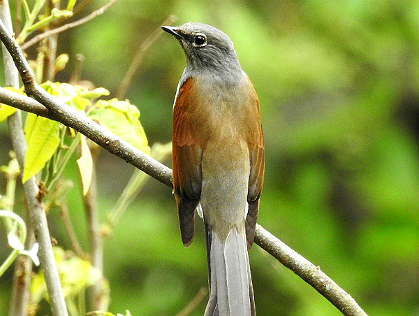Bellas Aves de El Salvador: Myadestes occidentalis ( clarín jilguero ...