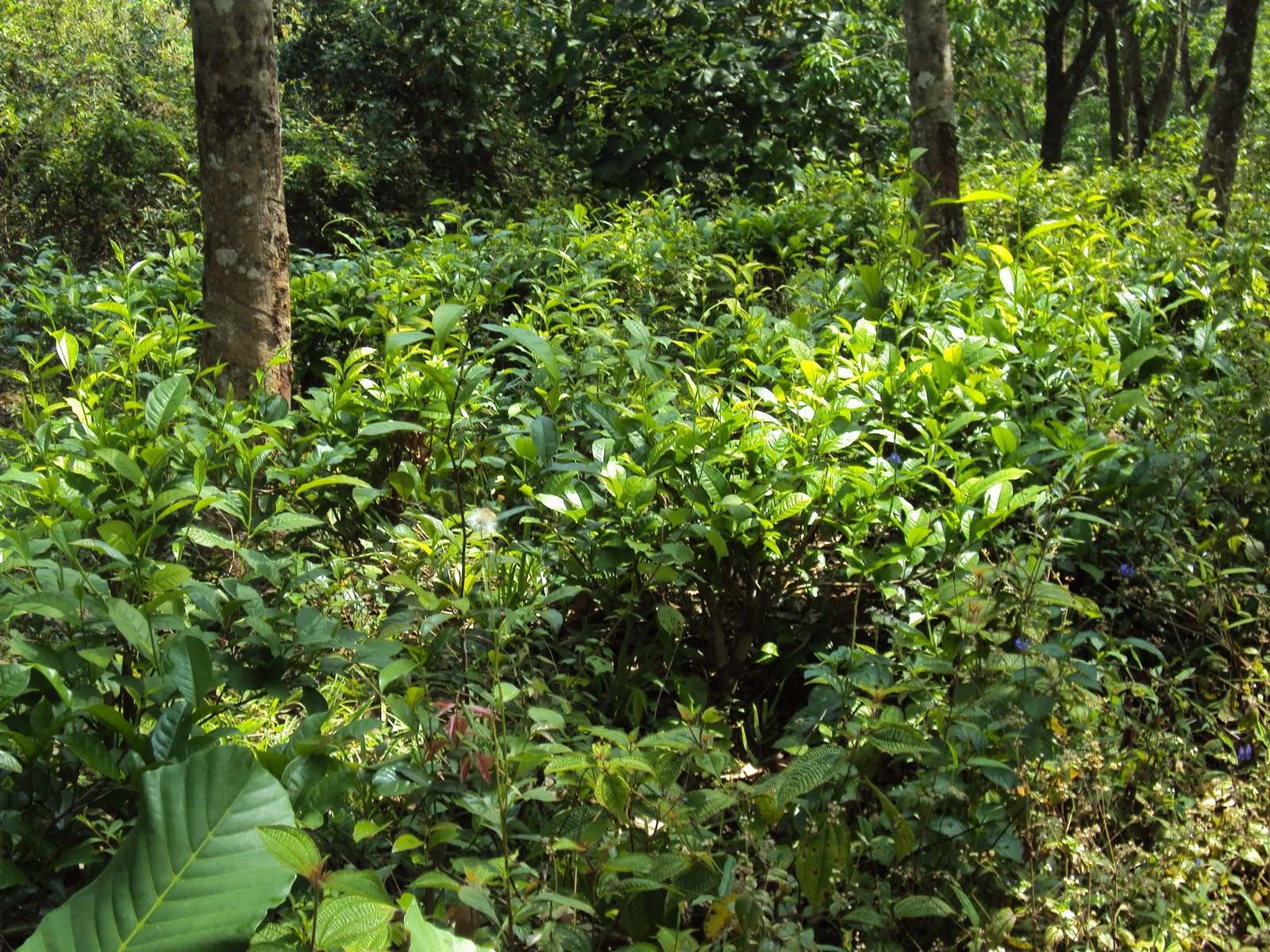 Following the Dreams...: Our Land...