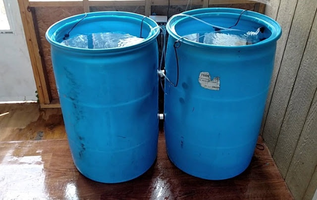 How to Raise Catfish in a Barrel ~ Truebus News