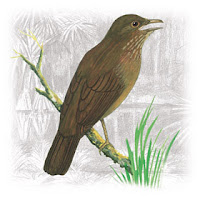 MAMO - CARACTERÍSTICAS DOS PÁSSAROS MAMO DO HAVAÍ E MAMO PRETO