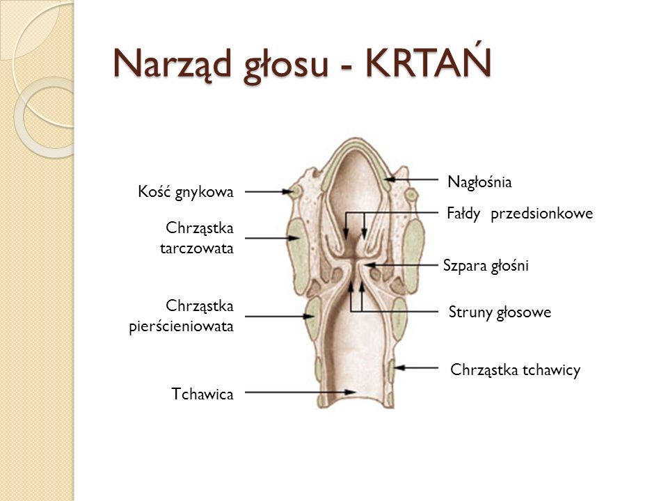 ASYSTUJEMY PIELĘGNIARKOM - blog dla osób uczących się na kierunku ...