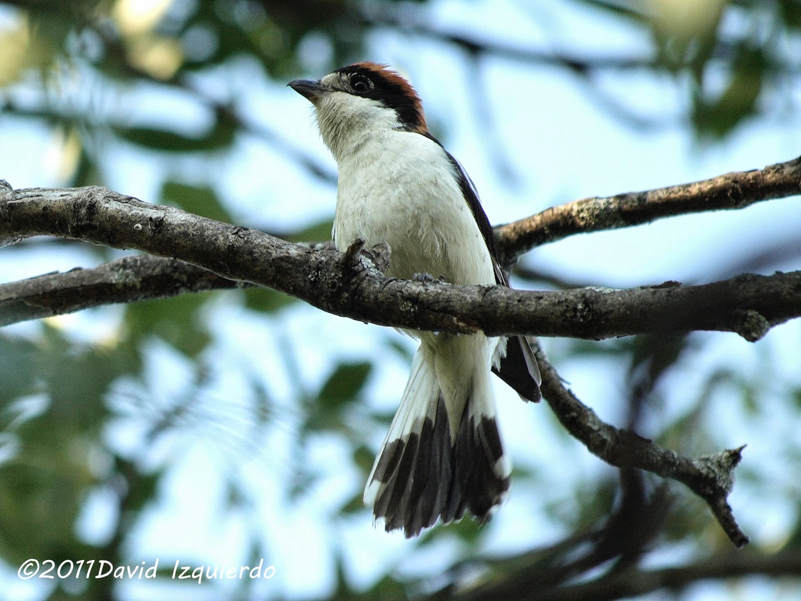 Fotografía de Naturaleza - David Izquierdo: Alcaudón común / Woodchat ...