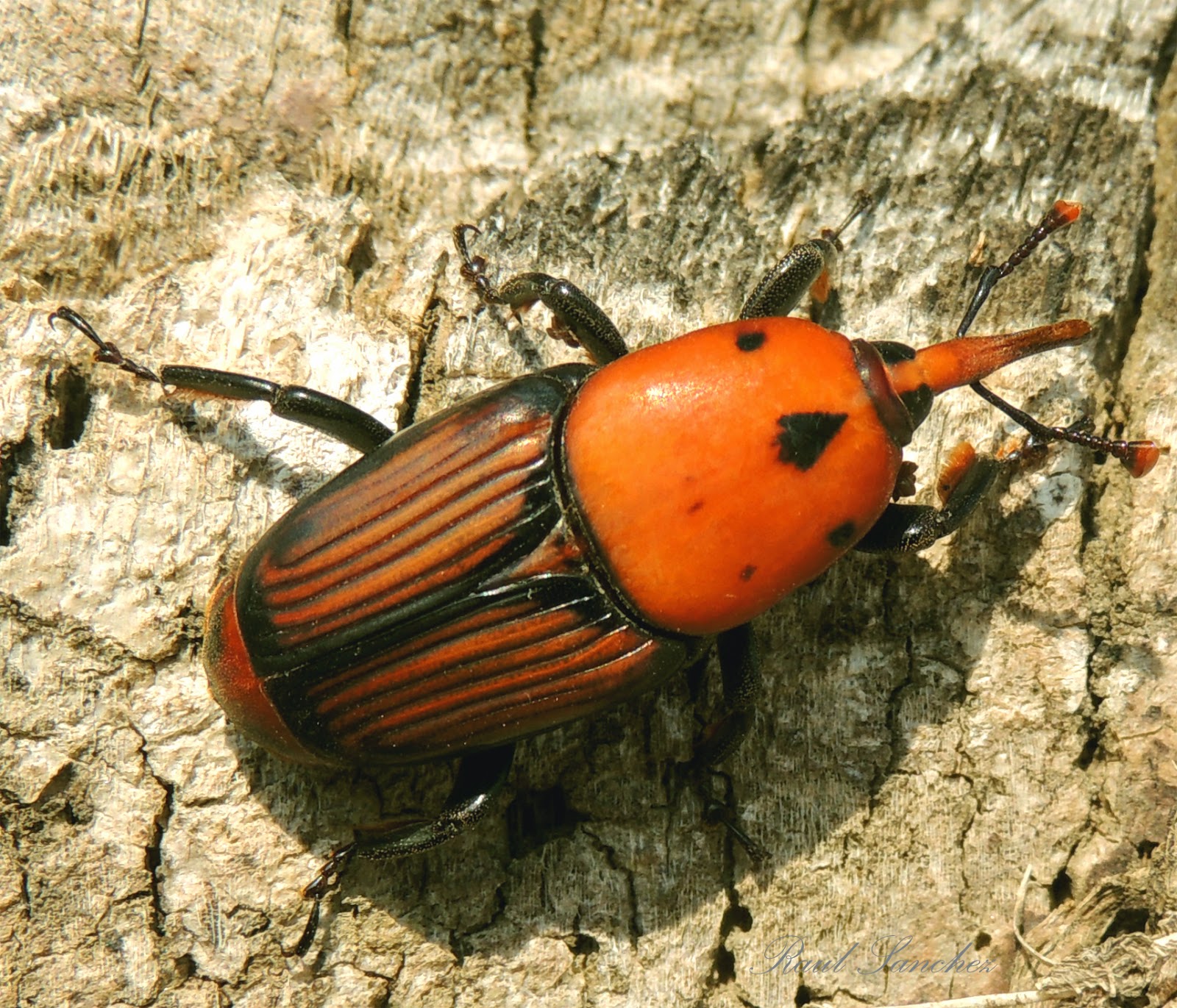 Naturaleza Viva : Escarabajo de la palmera ( Rhynchophorus ferrugineus )