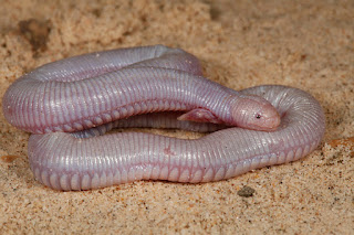 Amphisbaenia - Worm Lizard: Subordo Amphisbaenia - Worm Lizard