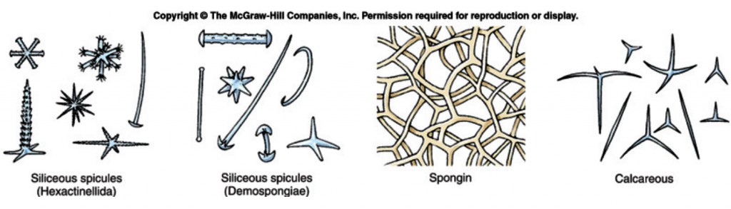 Pustaka Porifera: Materi Filum Porifera