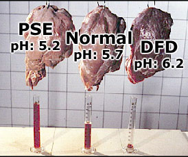 The Butcher's Info Blog: pH and Heat = PSE Meat
