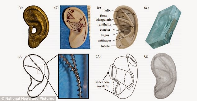 3D TODAY: Scientists build artificial ear that looks and works just ...