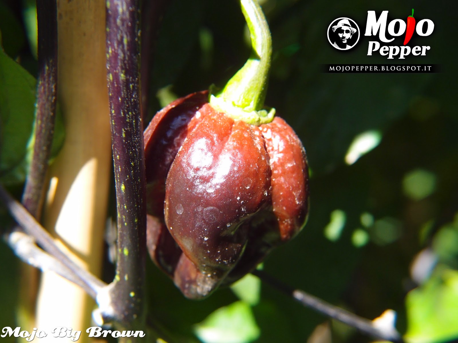 The Mojo Pepper - Just a Chili Pepper grower: Pink Tiger, Yaki Blue ...