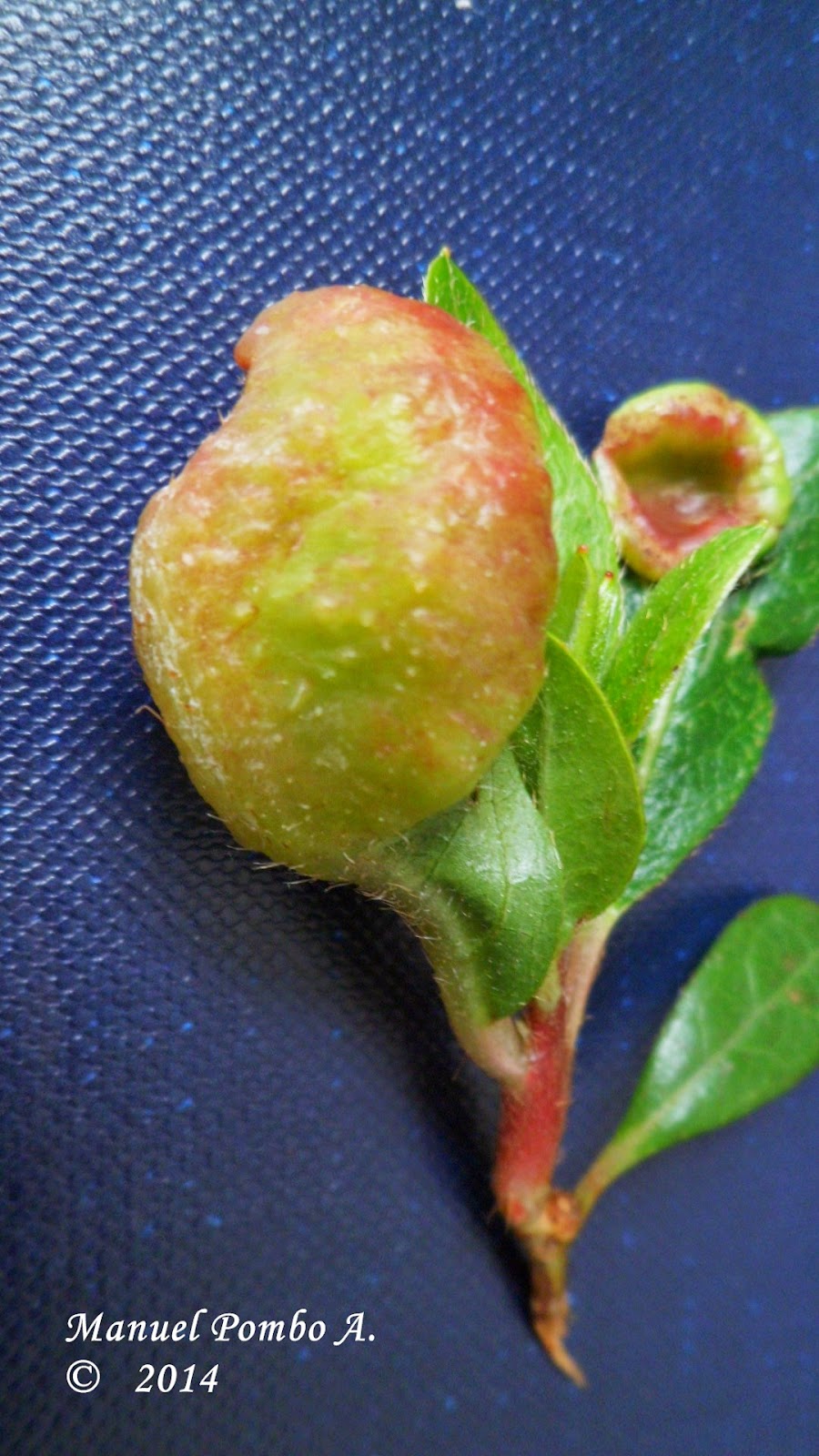 Un micólogo aficionado: Exobasidium rhododendri