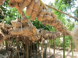 PO9 FARM PRACTICES: YAM CULTIVATION