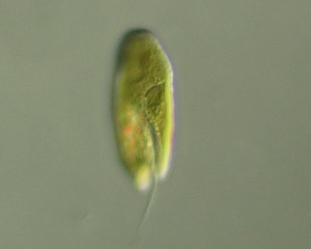 Skeptic Wonder: Cryptomonads: solar-powered armoured battleships