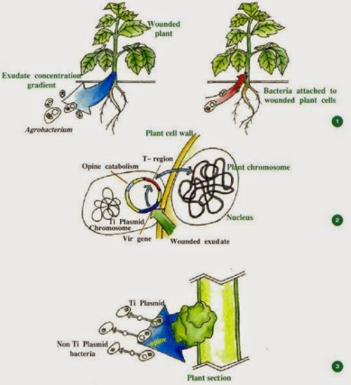 Transfer of genes, pro's and con's: Transformation, Transduction and ...