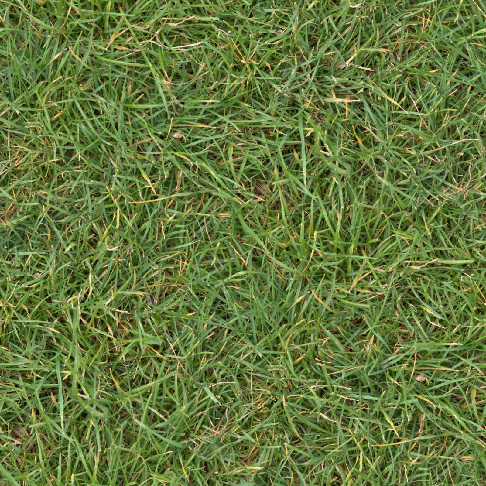 High Resolution Textures Grass 2 Turf Lawn Green Ground Field Texture