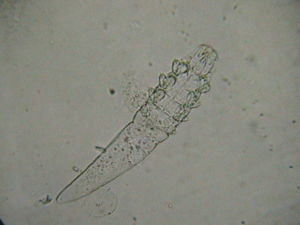 DOKTER HEWAN: Mengenal Demodex