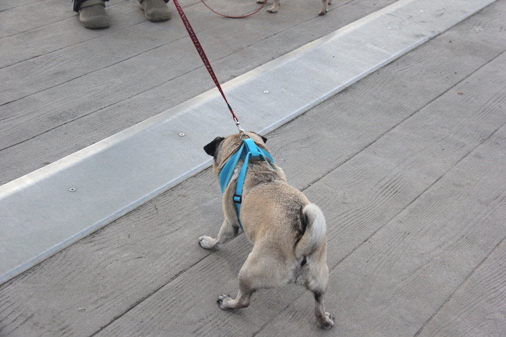 The Macy Dixie Line: Put On the Brakes