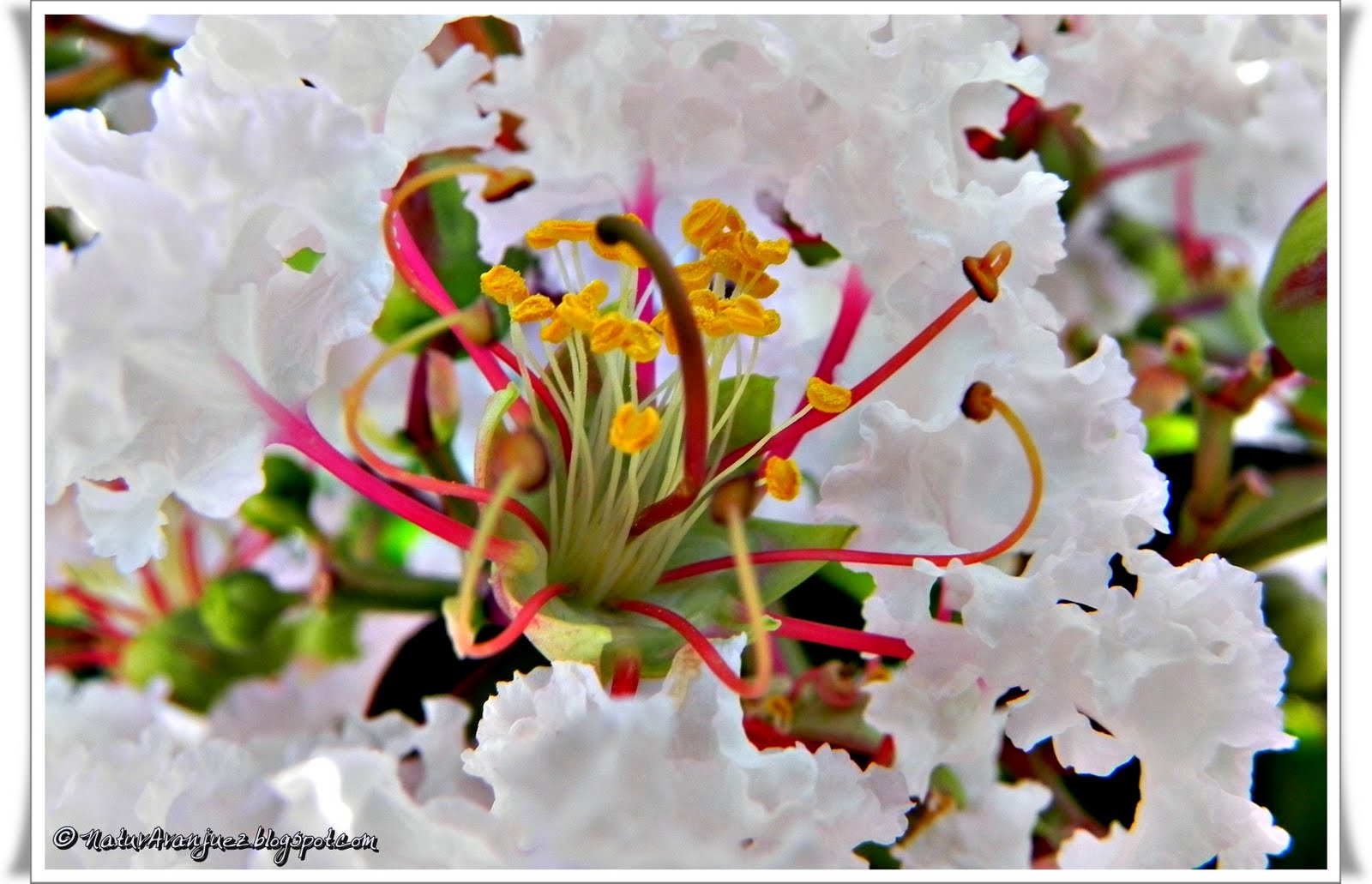 NaturAranjuez: Lagerstroemia indica (Júpiter)