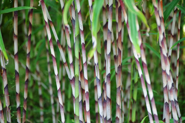 Trees and Plants: Bamboo Ginger