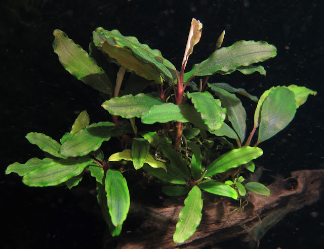 endemic plants: Bucephalandra sp. Copper Leaf Melawi, West Kalimantan