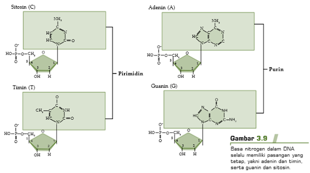 Pengertian, Struktur, dan Replikasi DNA - Kelas Edukasi