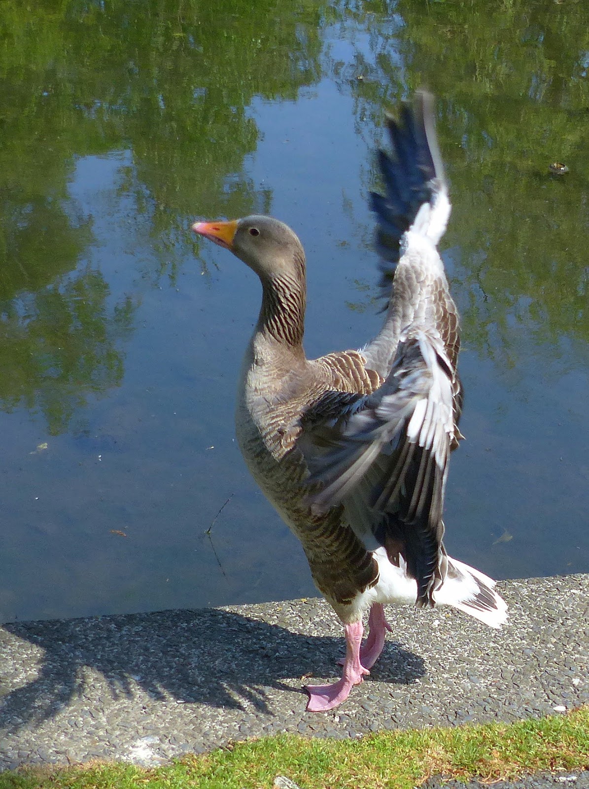 Birding For Pleasure: SATURDAY CRITTERS - Goose performing ballet!