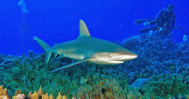 especies chilenas: El Tiburón de Galapagos (Carcharhinus galapagensis)