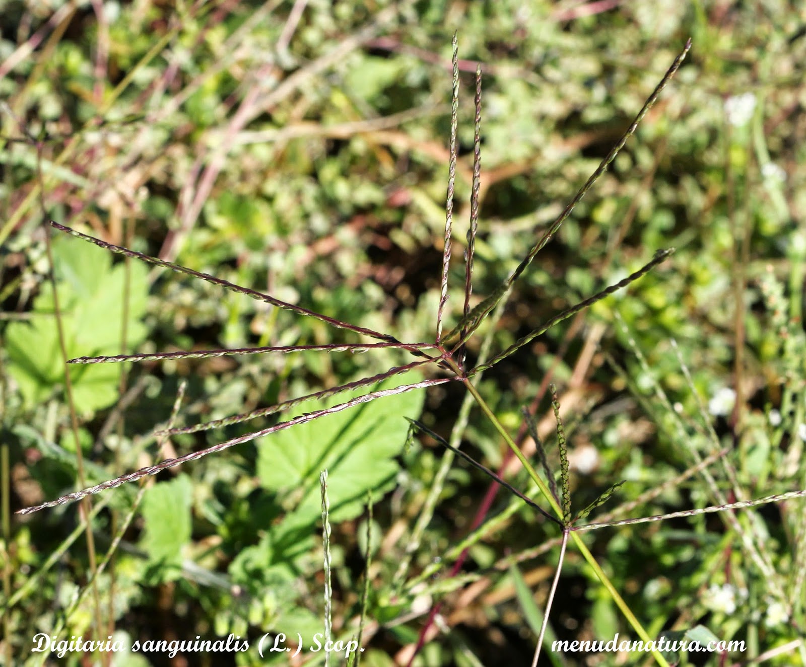 Menuda Natura: Digitaria sanguinalis (L.) Scop.