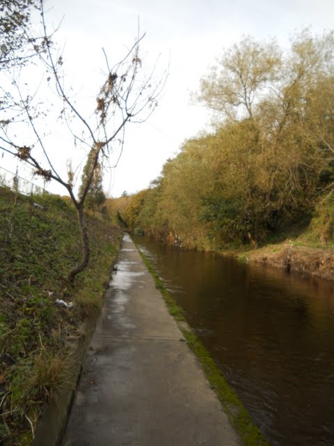 Let's Walk the River Dodder, One of the Best Hikes in Dublin