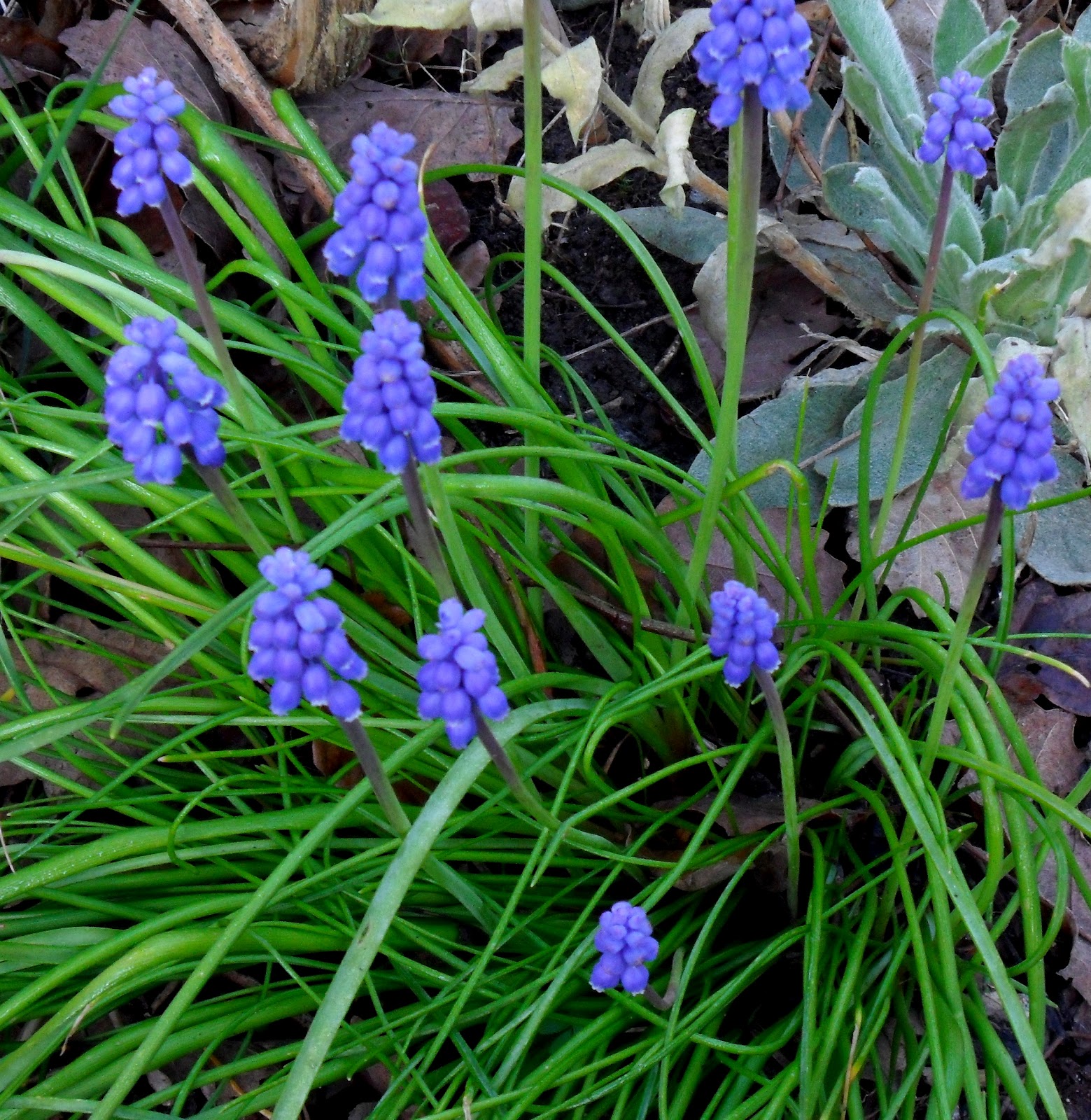 gillyflower: Flower Photos