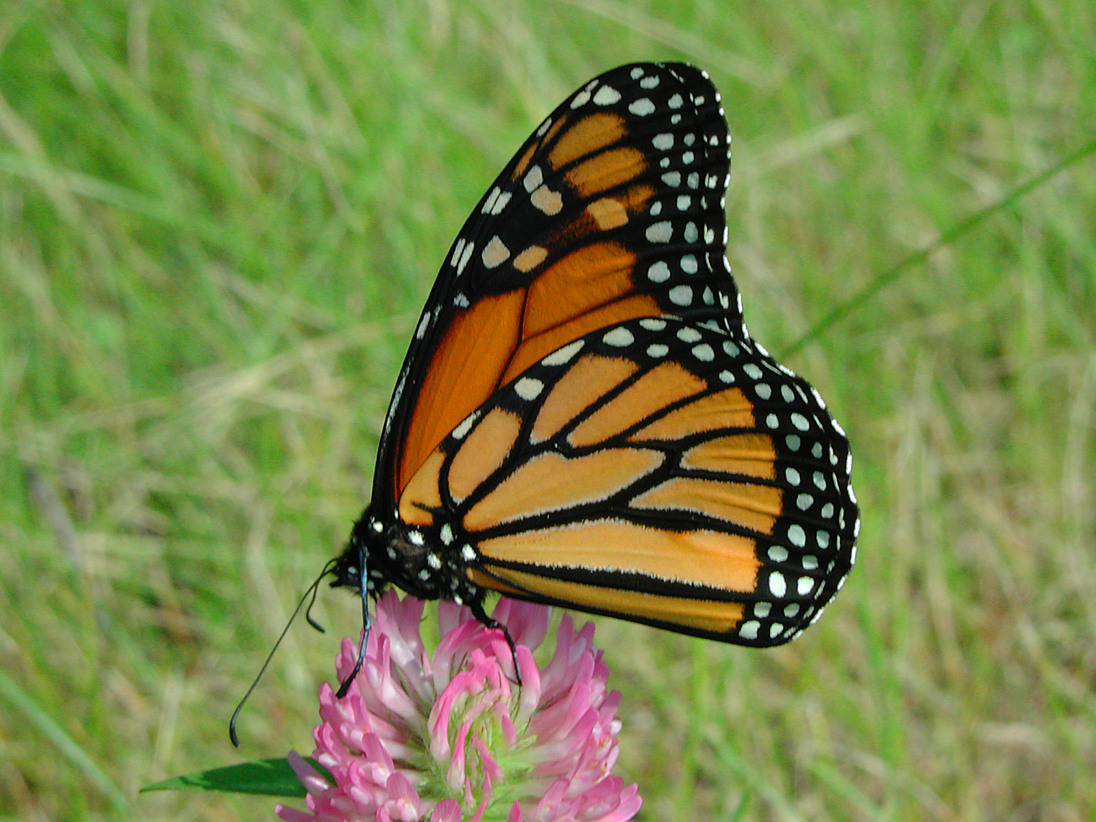 atavismos encontrados: La Enseñanza De La Mariposa